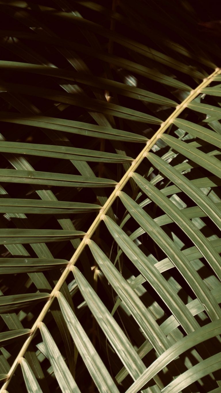 31 Insanely Cool Tropical Leaves Wallpaper Backgrounds for iPhone